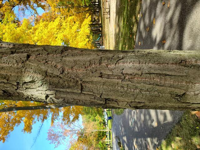 Chestnut Oak | CMP Tree Selection Tool